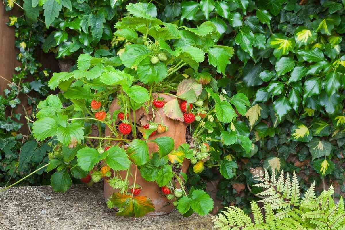 7 Best Strawberry Planters and Pots - Gardenia Organic