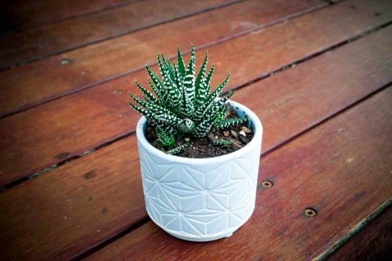17 Succulents That Stay Small (Mini Succulent Guide) - Gardenia Organic