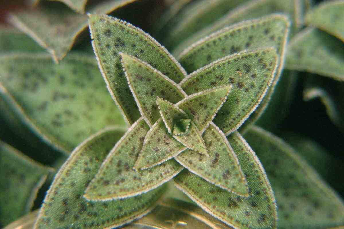 Beginners Guide to Crassula Picturata (Tiger Jade) - Gardenia Organic