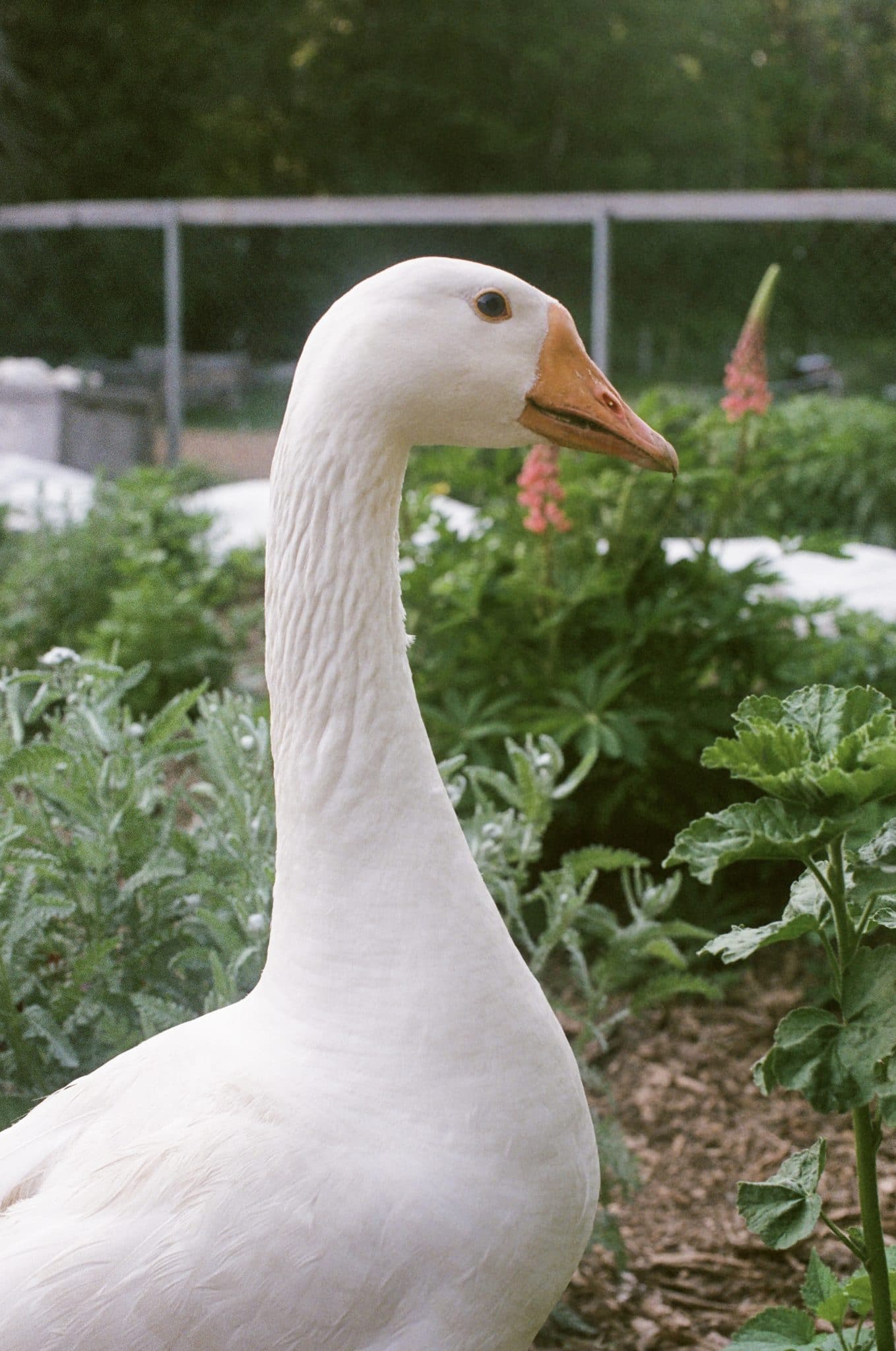 Do Geese Eat Bugs? - Gardenia Organic
