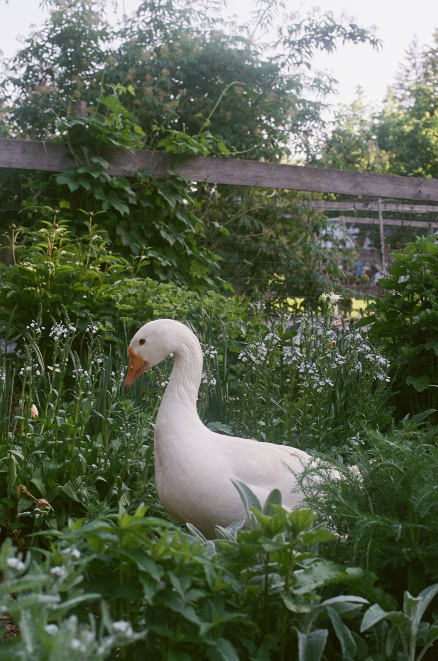 Do Geese Eat Bugs? | Why Geese Are The Perfect Garden Helpers