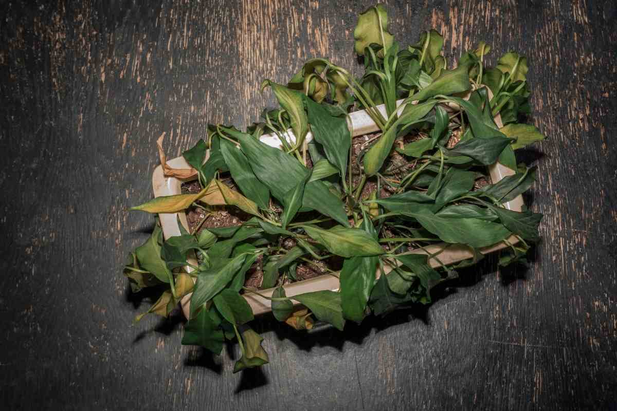 How to Fix Drooping Plants (Bring Your Plant Back to Life) - Gardenia ...