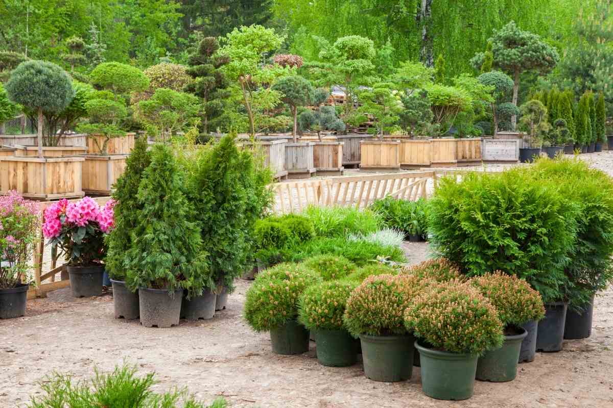 Nice Dwarf Evergreen Trees for Pots - Gardenia Organic