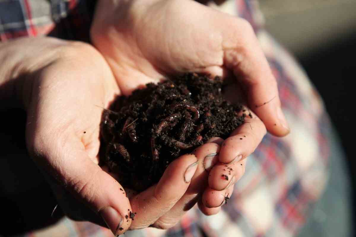 Types of Garden Worms - Gardenia Organic