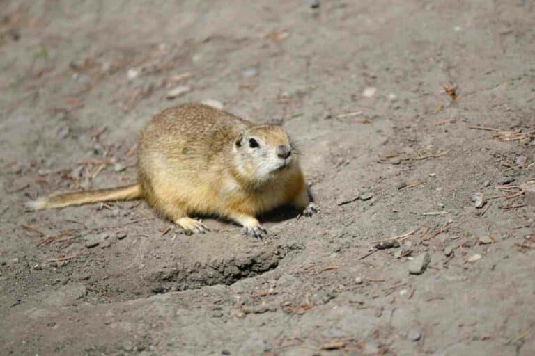 5 Best Gopher Traps for 2023 | Catch Gophers - Gardenia Organic