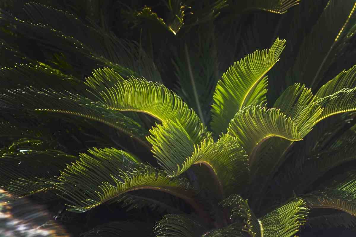7 Small Palm Trees for Pool Area - Gardenia Organic