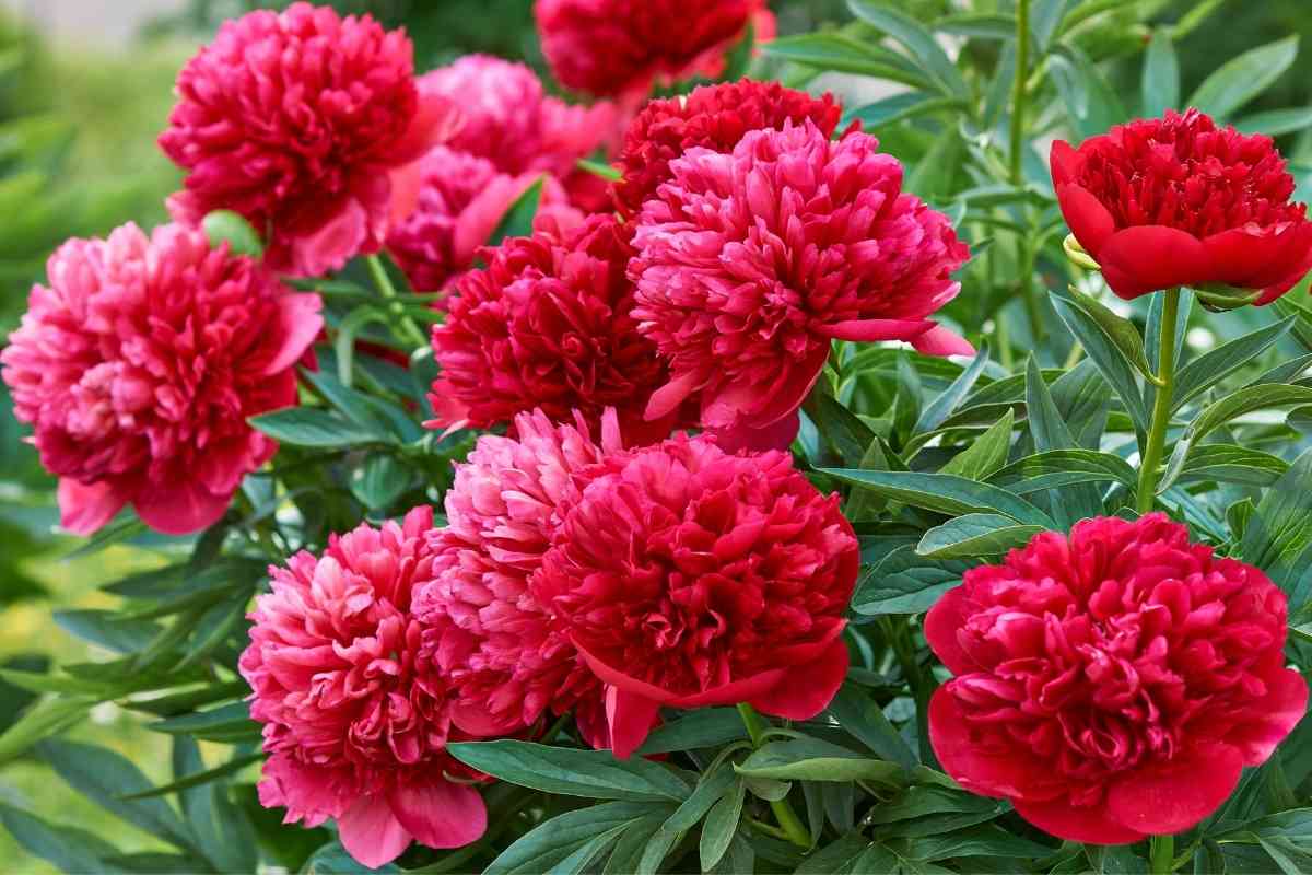 What To Do with Your Peony Bushes After They Bloom - Gardenia Organic