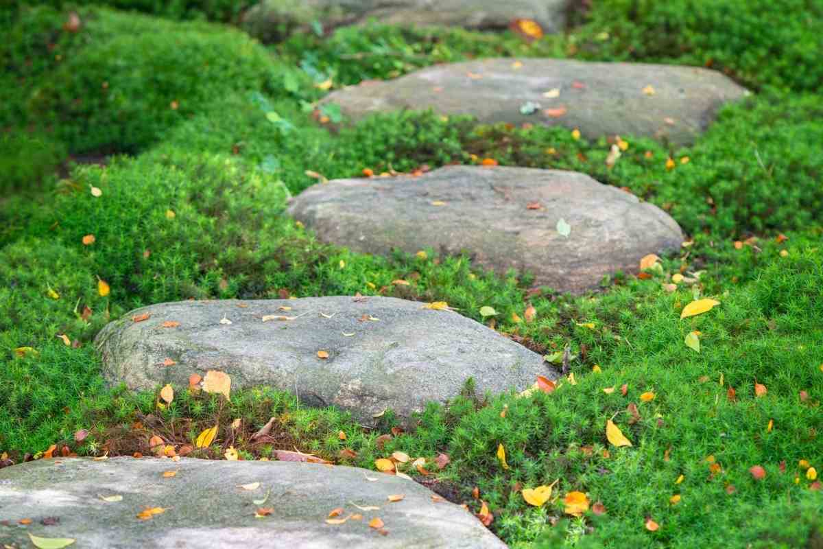 Can Robot Mowers Go Over Paths? - Gardenia Organic
