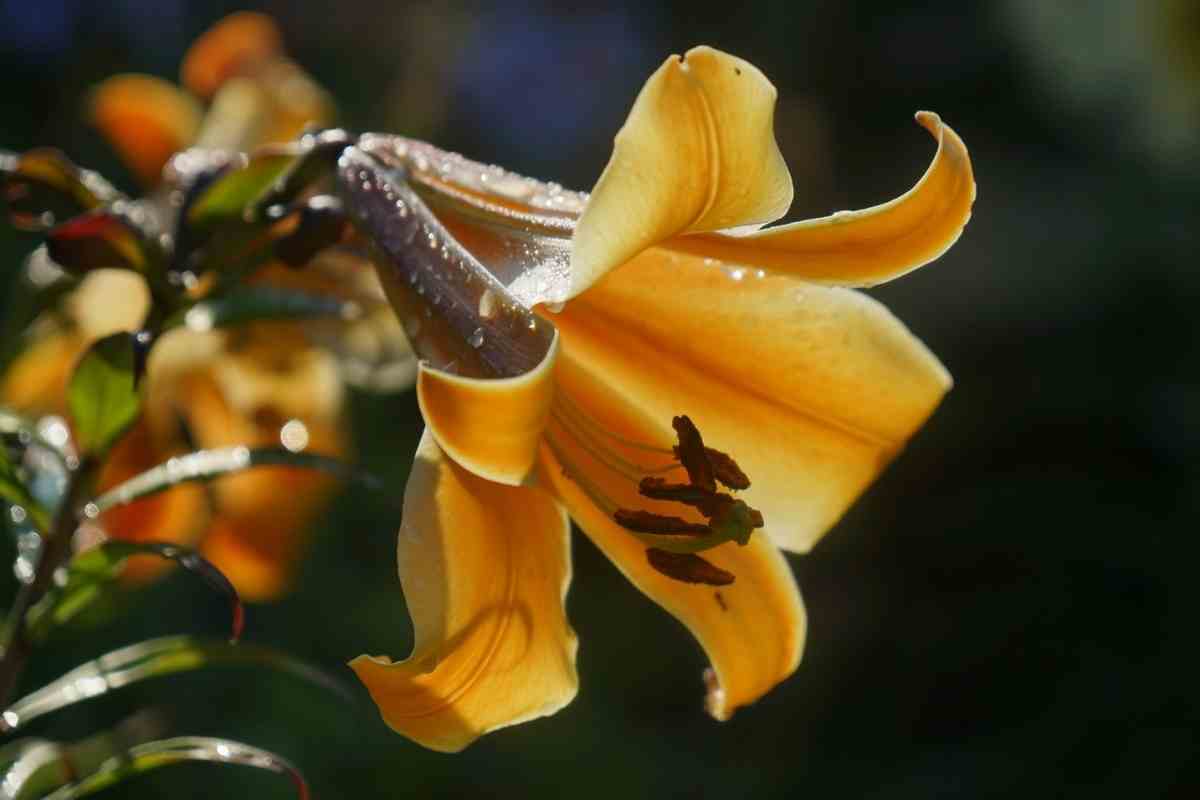 10 Types Of Orange Lilies - Gardenia Organic