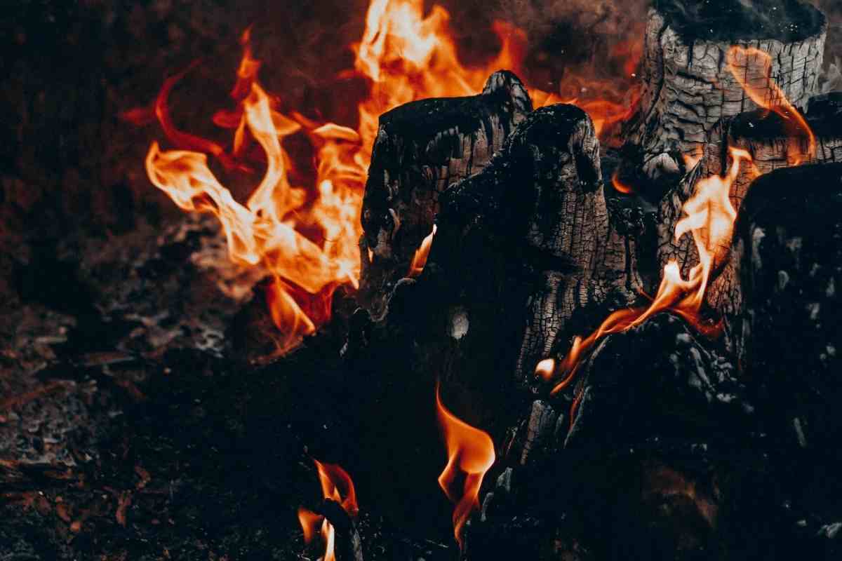 4 Proven Ways to Kill Tree Stumps? - Gardenia Organic