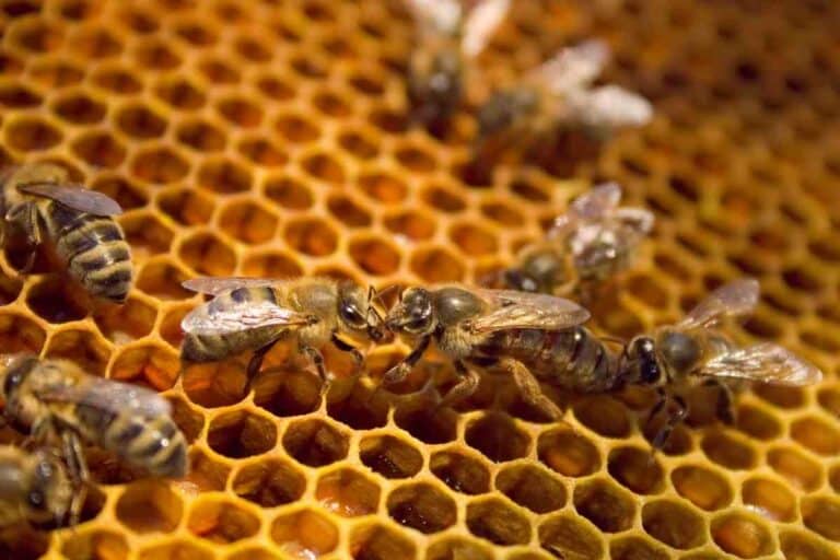 How Much Does A Queen Bee Cost? – Gardenia Organic