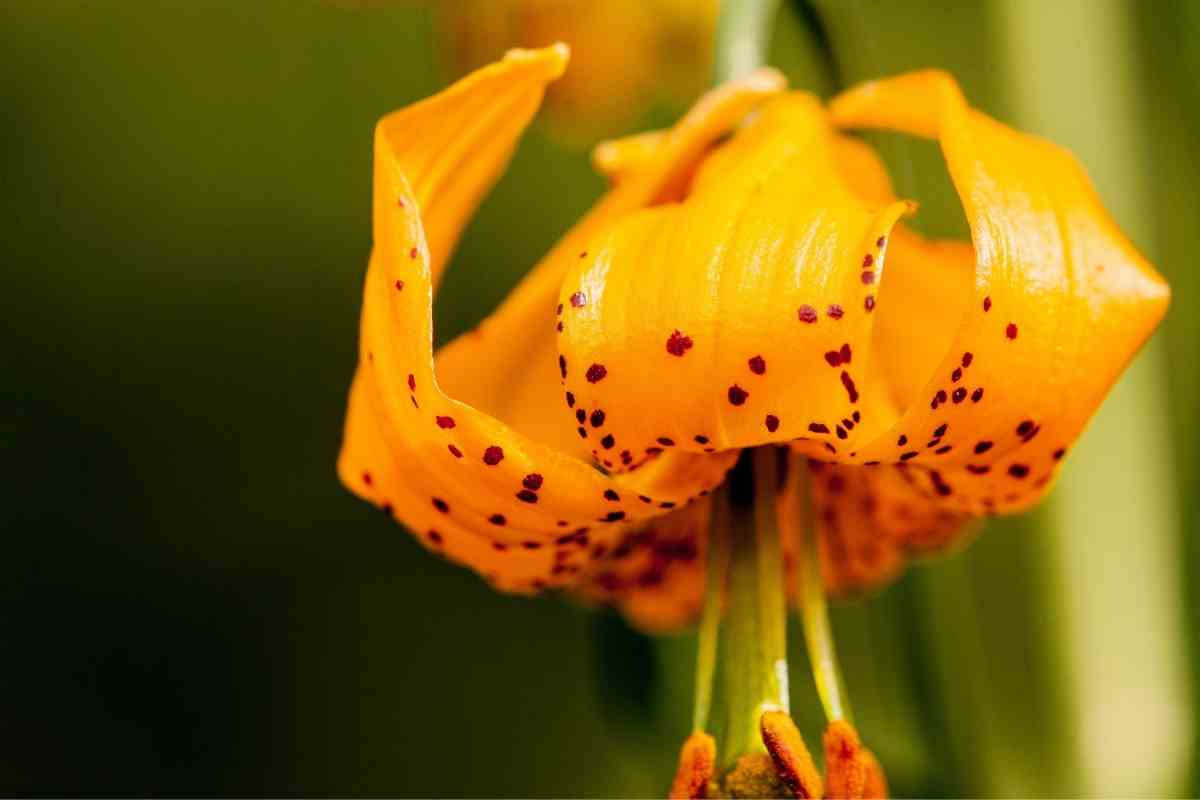 10 Types Of Orange Lilies - Gardenia Organic
