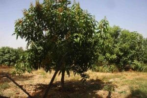 Is It Really Possible To Kill A Tree With Bleach? - Gardenia Organic