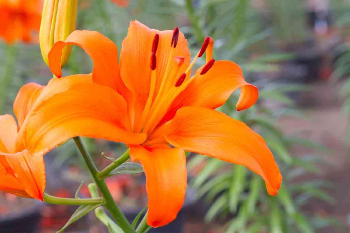 10 Types Of Orange Lilies - Gardenia Organic