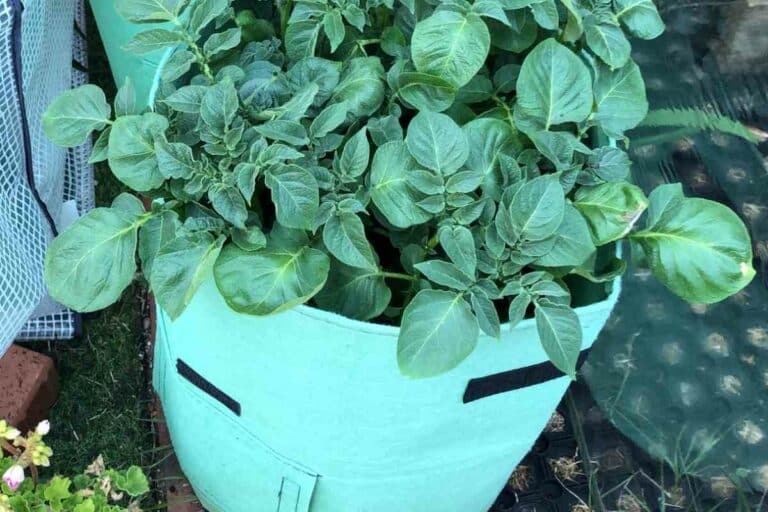 5 Best Potato Growing Containers - Gardenia Organic