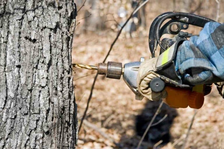 Will Roundup Kill Trees If It Gets Too Close To Them? - Gardenia Organic