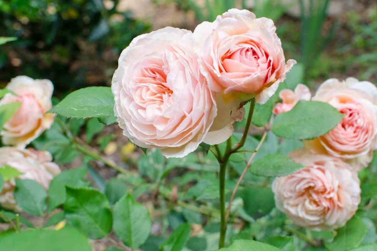 11 Different Varieties of Thornless Roses - Gardenia Organic
