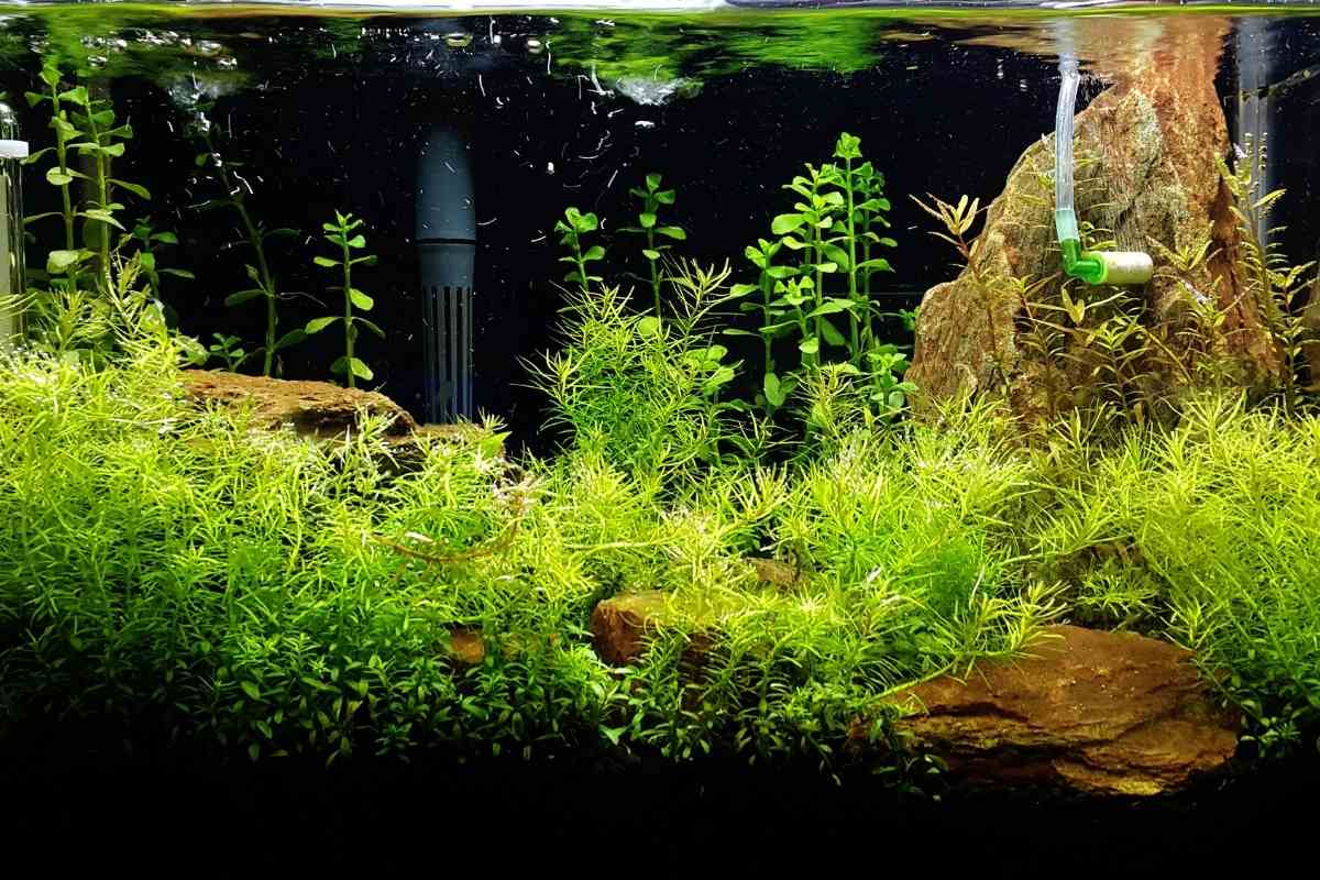 Can You Put Succulents in a Fish Tank With Fish? - Gardenia Organic