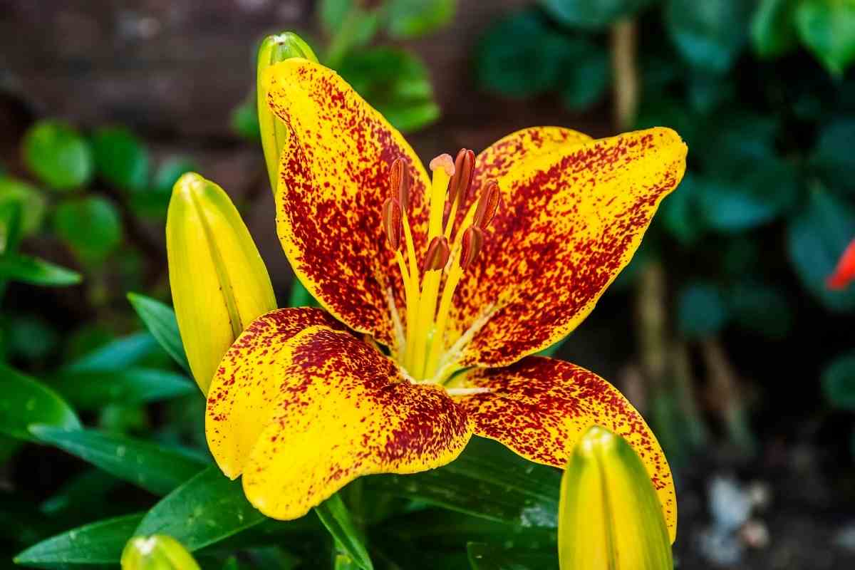 10 Types Of Orange Lilies - Gardenia Organic