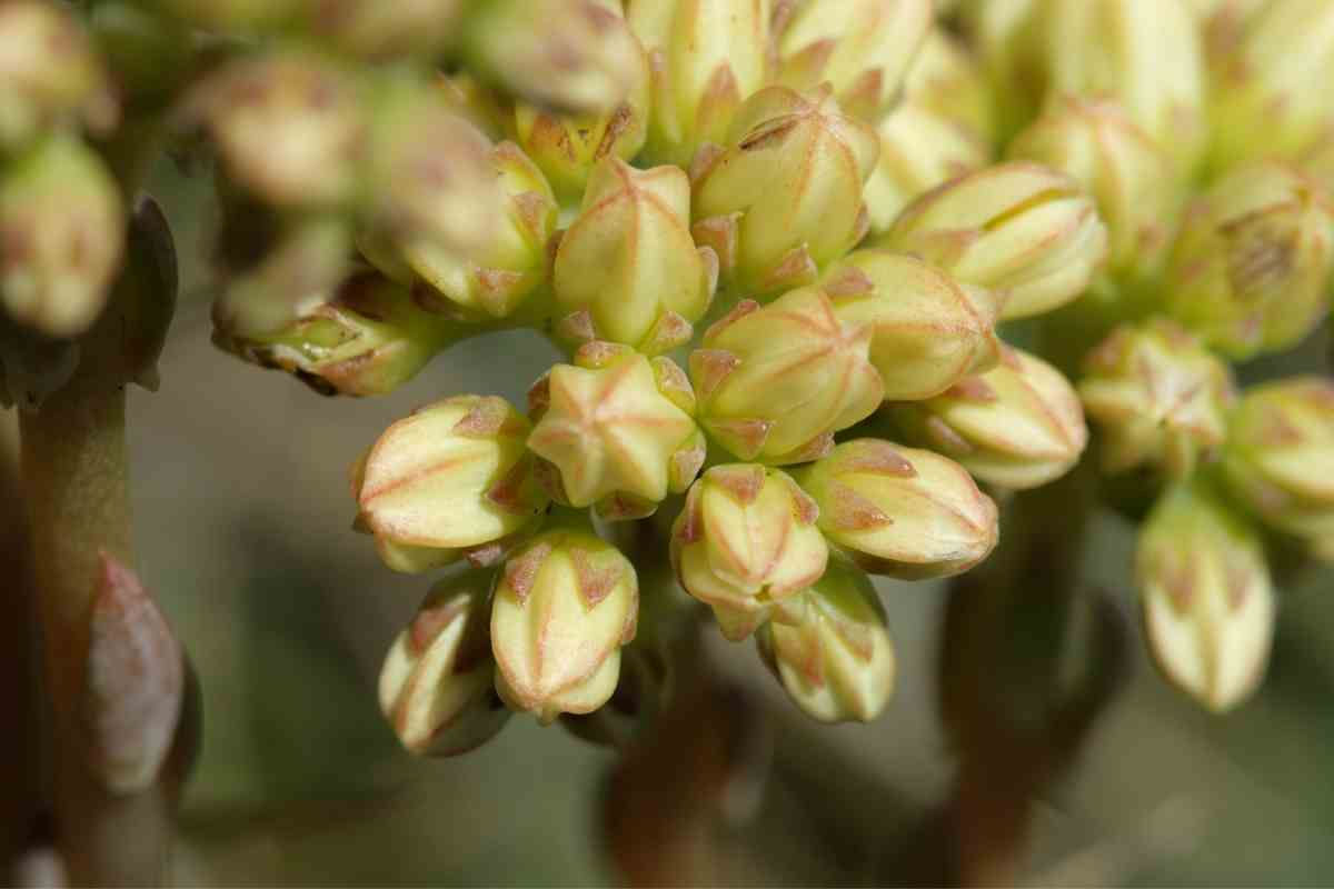 Can You Put Succulents in a Fish Tank With Fish? - Gardenia Organic