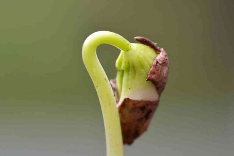 5 Bean Sprouter Kits For Home Growing - Gardenia Organic