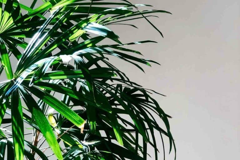 Lady Palm- Beginners Growing Guide - Gardenia Organic