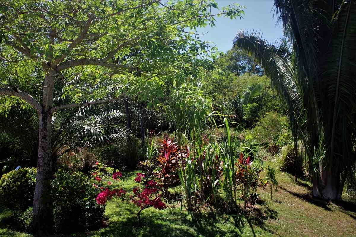 The Ultimate Forest Garden Guide - Gardenia Organic