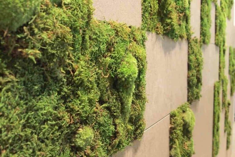 How To Make A Living Moss Wall For Your Home - Gardenia Organic