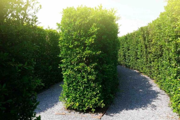 25 Garden Wall Ideas That You’ll Love - Gardenia Organic