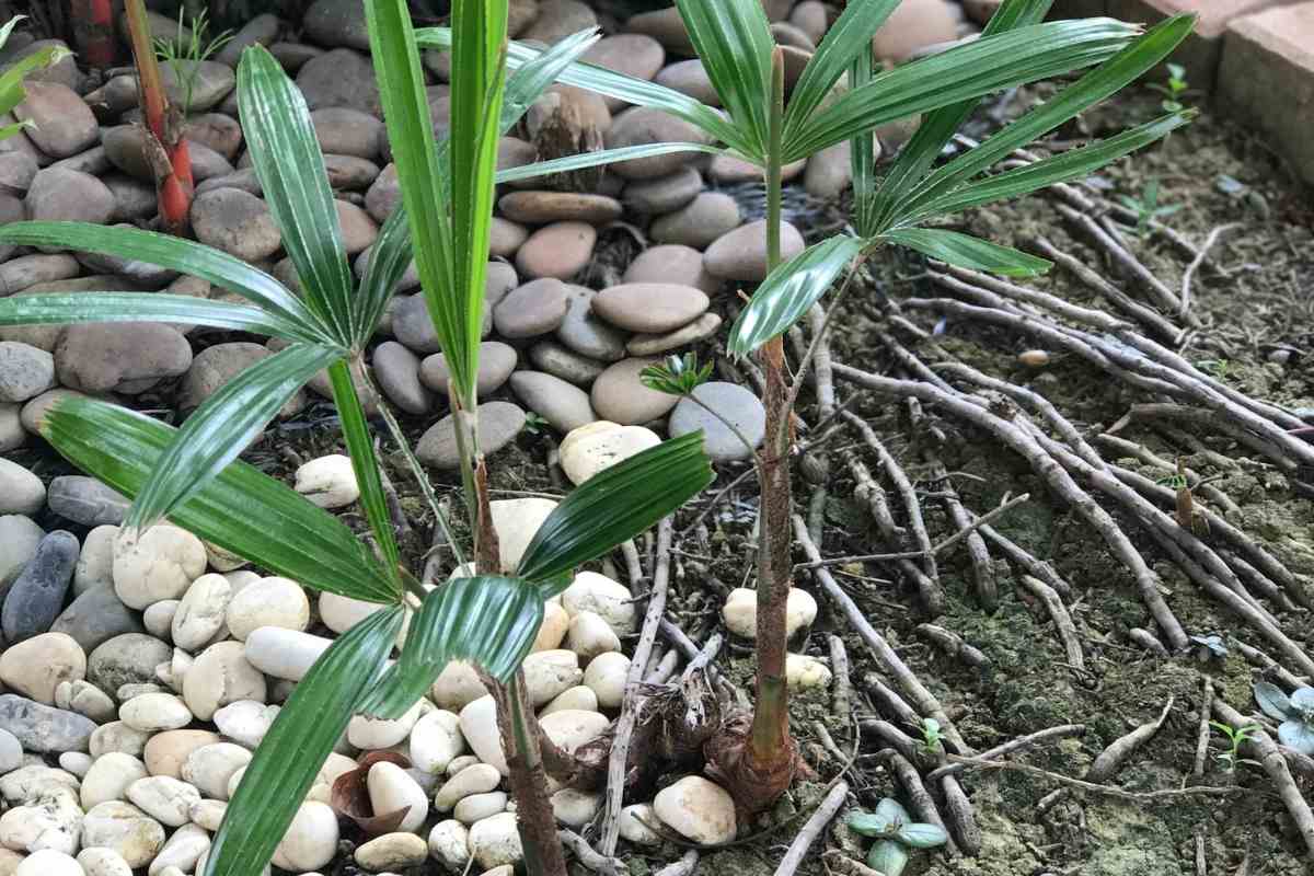 Lady Palm- Beginners Growing Guide - Gardenia Organic