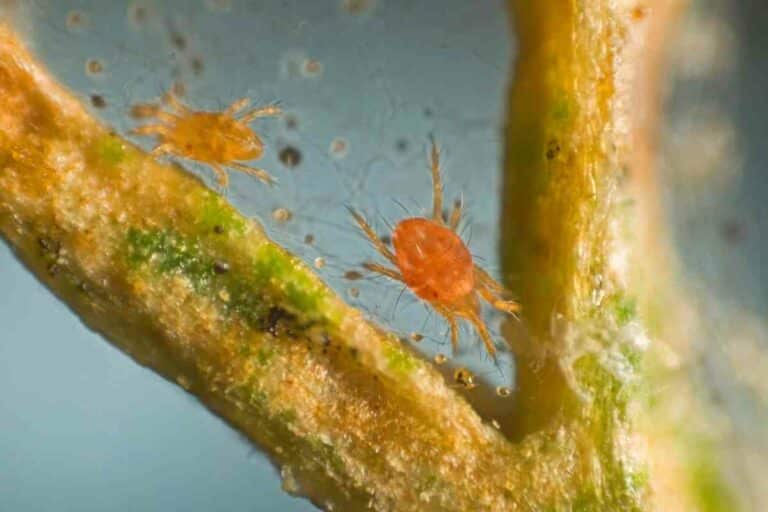 Spider Mites On Buds At Harvest Time (All You Need To Know) - Gardenia ...