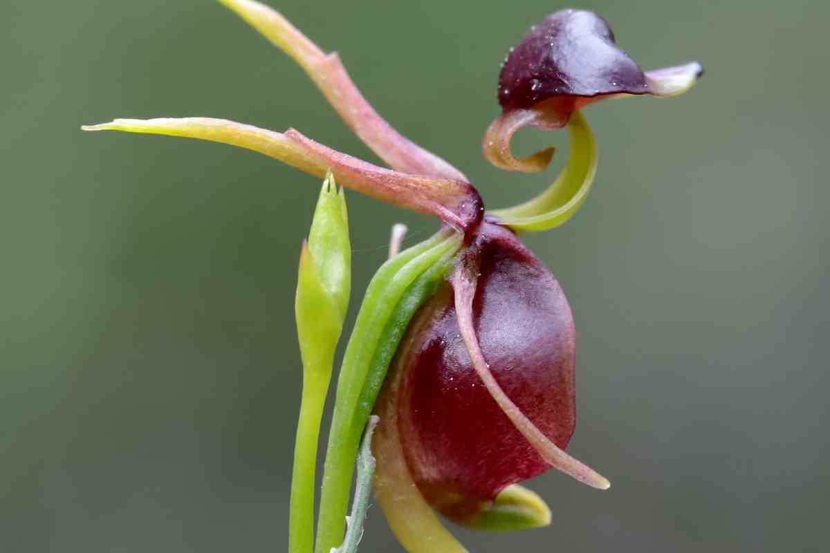 Can You Buy A Flying Duck Orchid? - Gardenia Organic