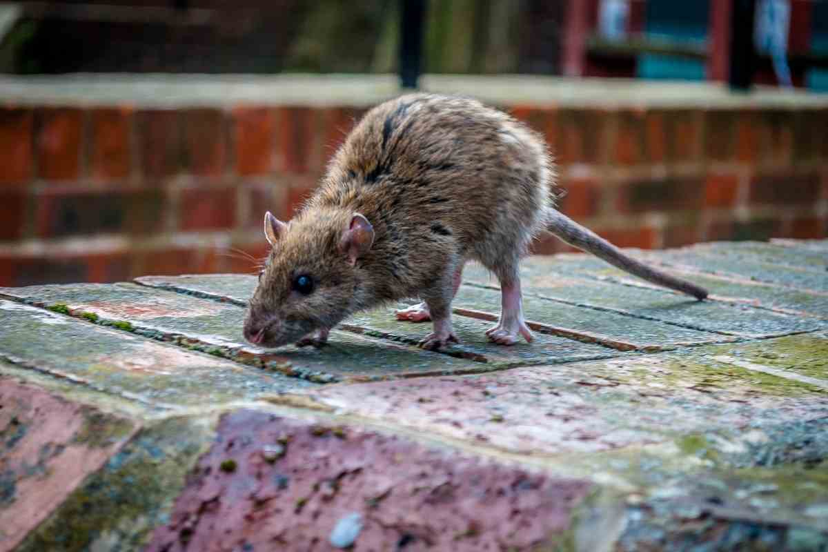 Do Backyard Ponds Attract Rats? - Gardenia Organic