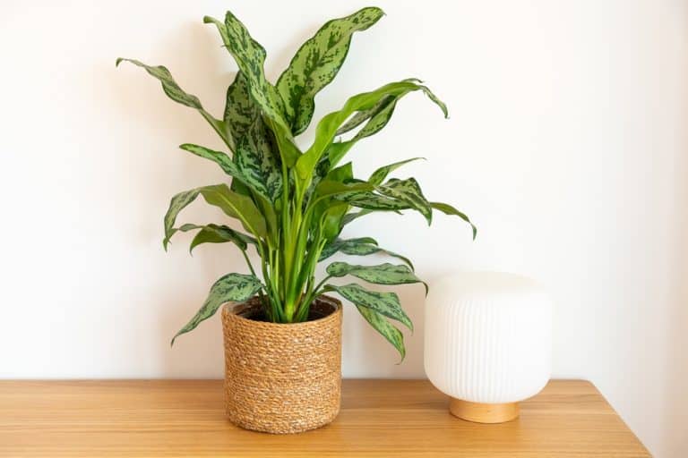 15 Air-Purifying Houseplants That Release The Most Oxygen