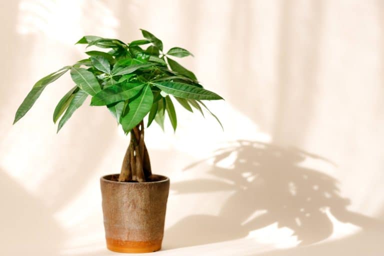 15 Air-Purifying Houseplants That Release The Most Oxygen