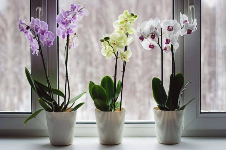 15 Air-Purifying Houseplants That Release The Most Oxygen