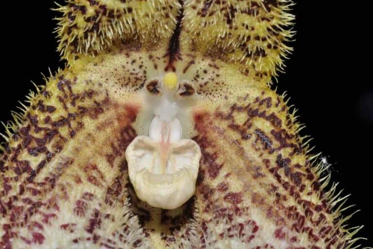 Complete Dracula Plant Care for Beginners - Gardenia Organic