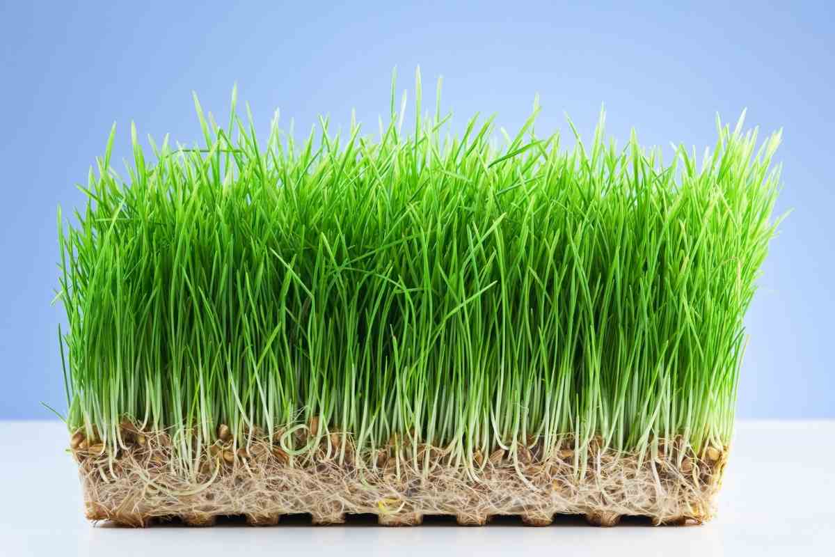 Wheatgrass Seeds for Sprouting - Grower's Guide - Gardenia Organic