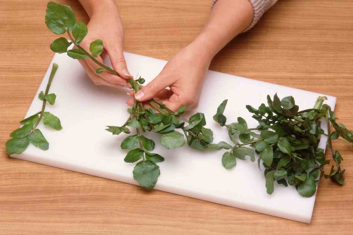 Grower Guide for Watercress Without Soil - Gardenia Organic