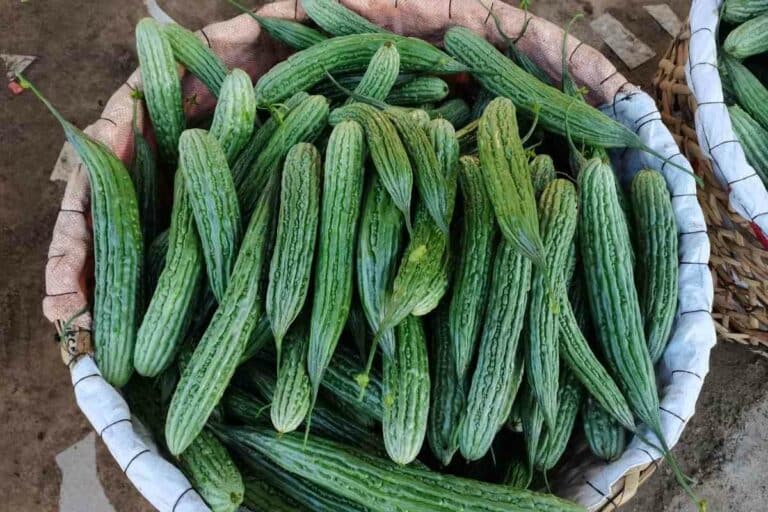 Growers Guide for Ampalaya - Gardenia Organic