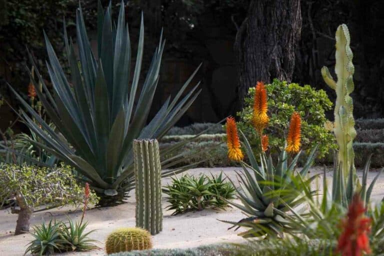 10 Beautiful Large & Tall Succulents for Home and Garden - Gardenia Organic