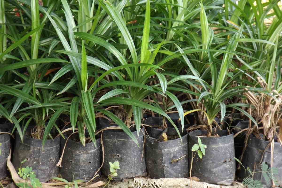 Grower's Guide for Pandan Plant - Gardenia Organic