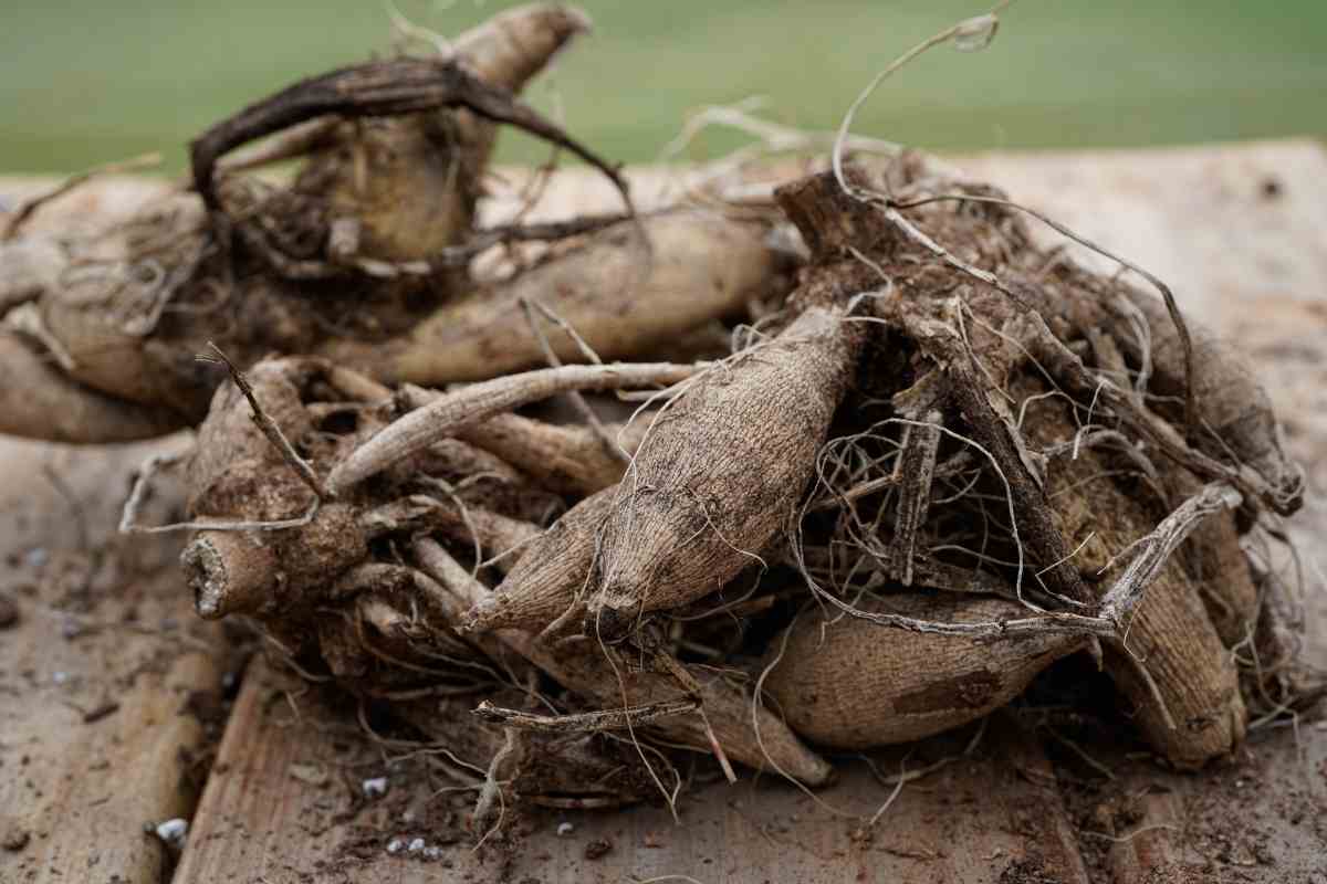 4 Signs Your Dahlia Tubers Are Dead - Gardenia Organic