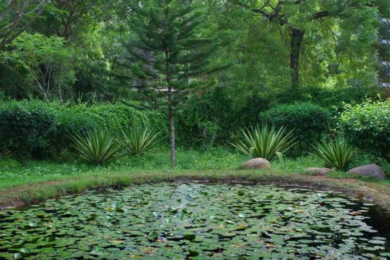 Pond Turn Over (All You Need To Know) - Gardenia Organic