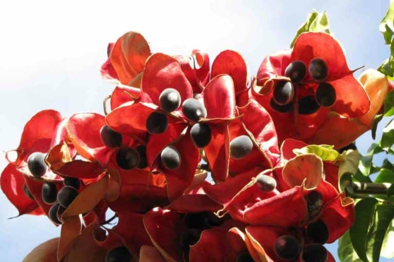 Growing Guide For Mgambo Tree - Gardenia Organic