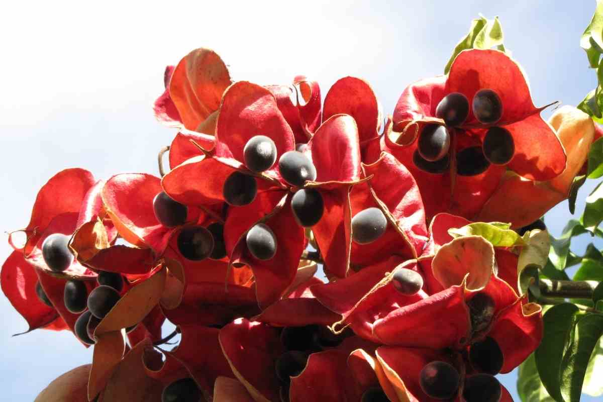 Growing Guide For Mgambo Tree - Gardenia Organic