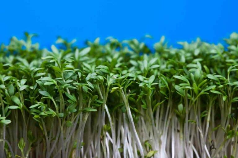 Grower Guide for Watercress Without Soil - Gardenia Organic