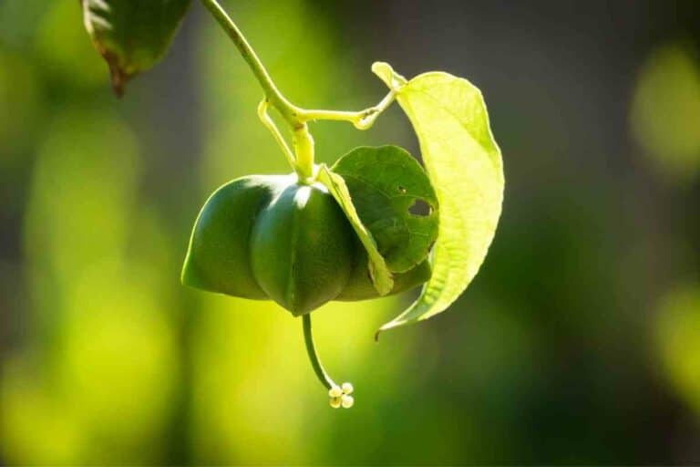 Growers Guide for Sacha Inchi - Gardenia Organic