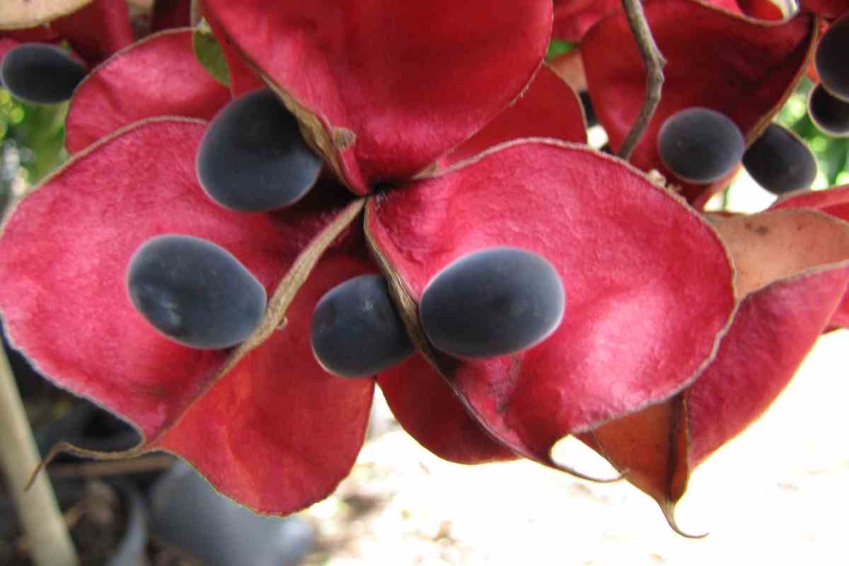 Growing Guide For Mgambo Tree - Gardenia Organic