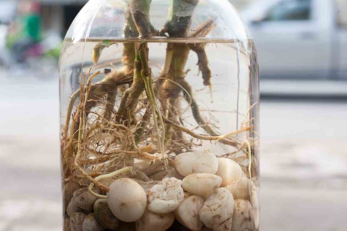 Grower's Guide for Pandan Plant - Gardenia Organic